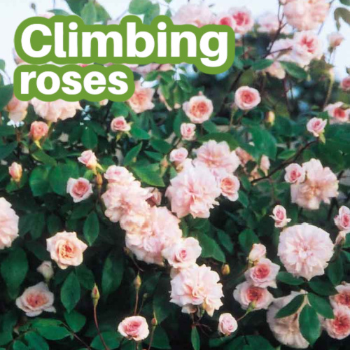 bareroot roses bushes | Heynes