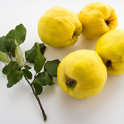 QUINCE CHAMPION BR | Heynes