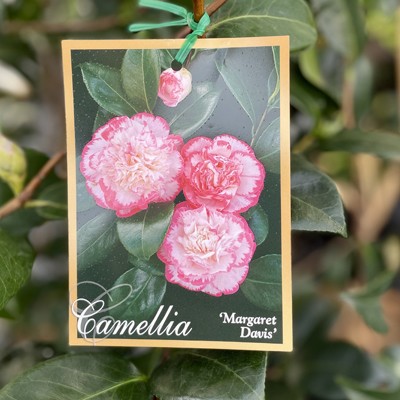CAMELLIA MARGARET DAVIS 200MM | Heynes