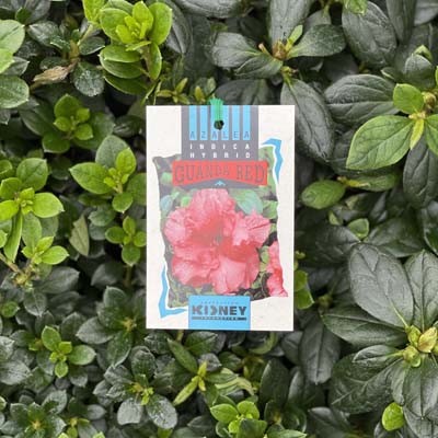 AZALEA GUANDA RED 175MM | Heynes