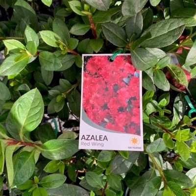 AZALEA RED WING 175MM | Heynes