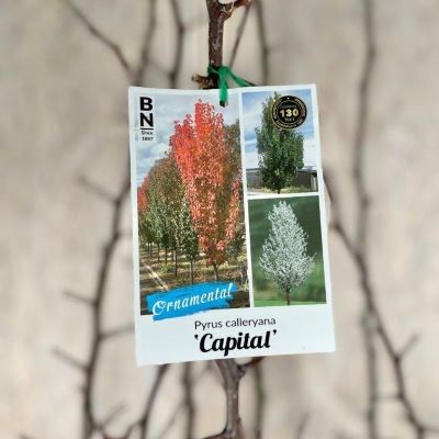 PYRUS CAPITAL BR | Heynes