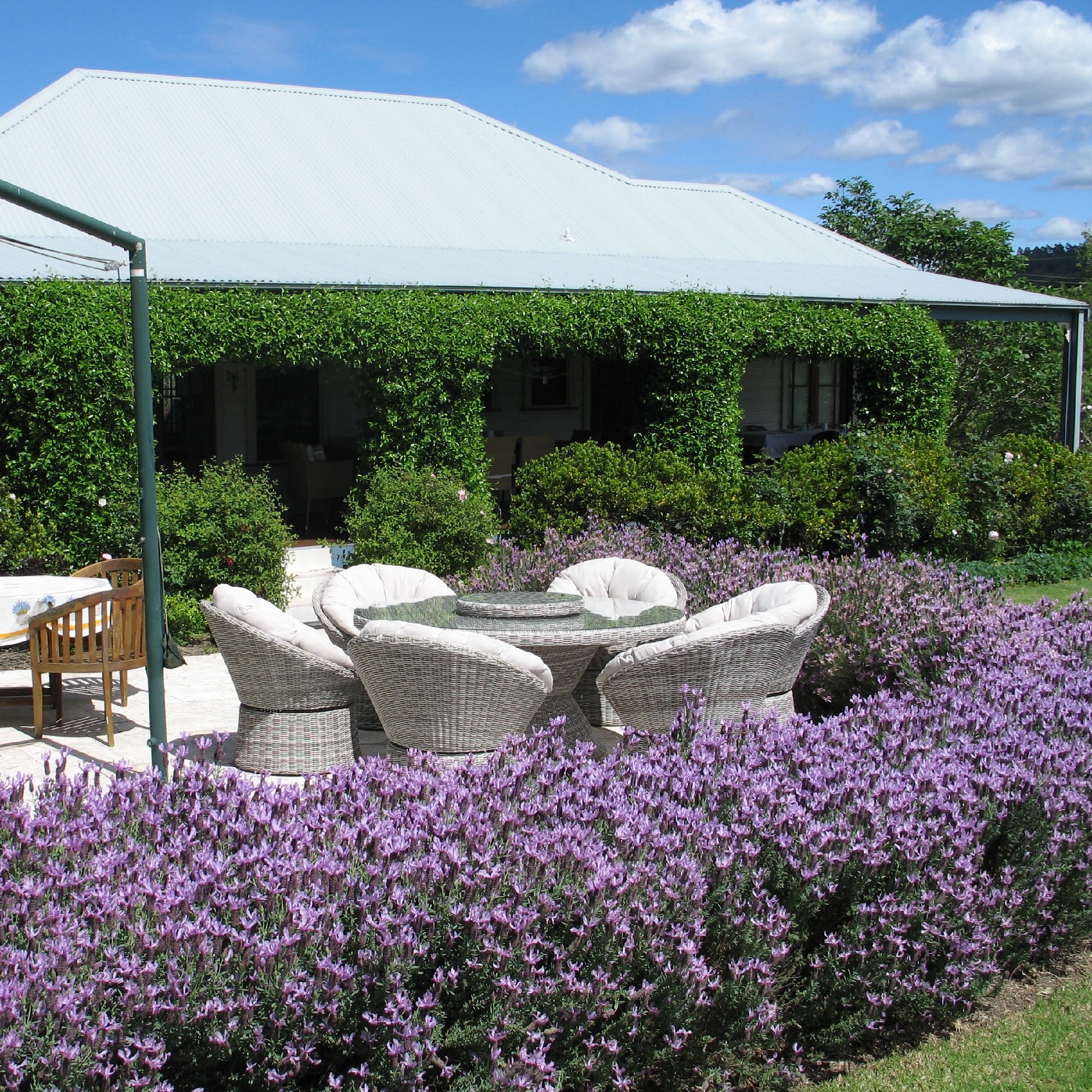 LAVENDER BLUEBERRY RUFFLES | Heynes