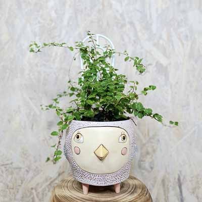 FICUS PUMILA ICE CAPS | Heynes