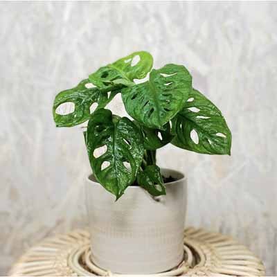 MONSTERA MONKEY MASK 130MM | Heynes