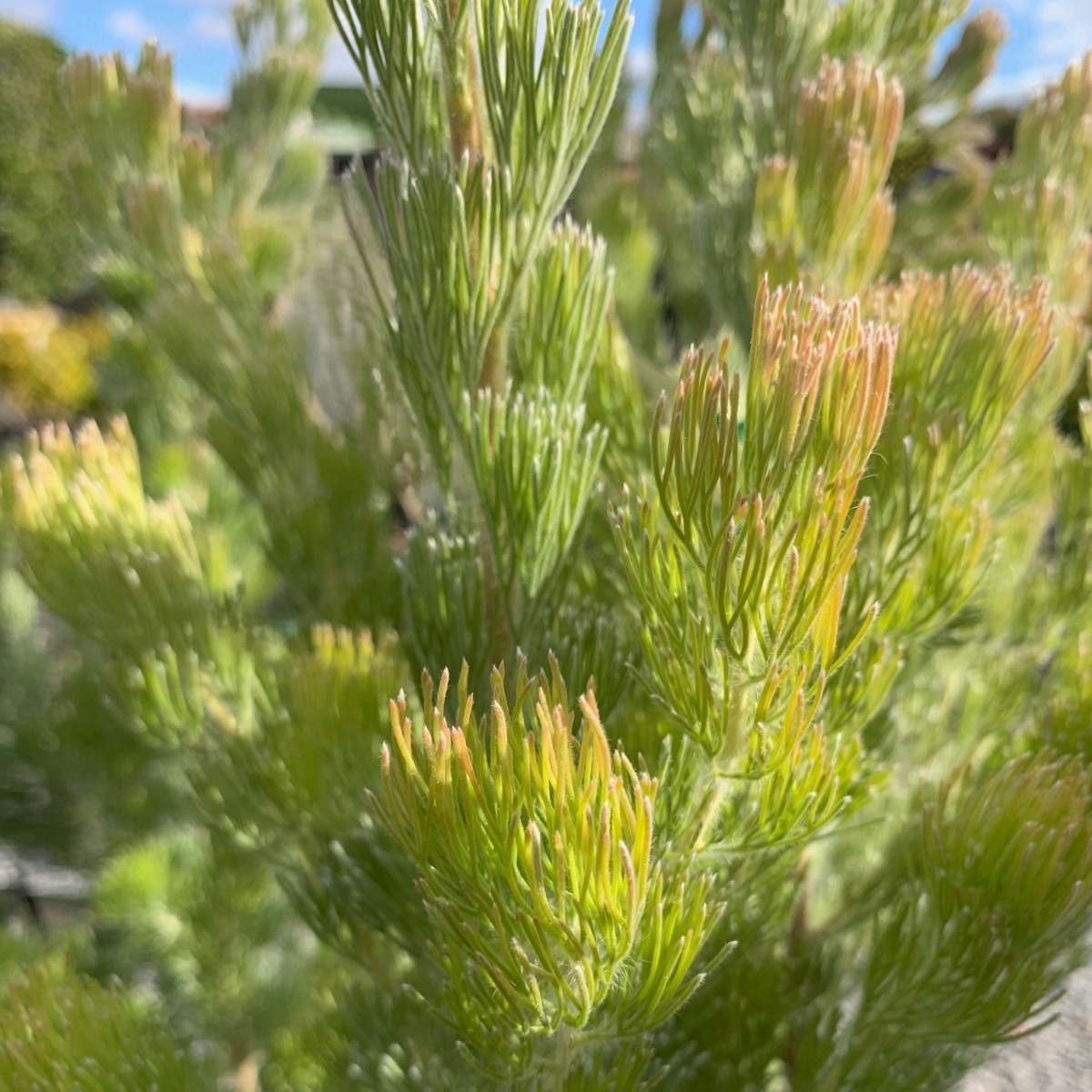 ADENANTHOS SILVER SILK | Heynes