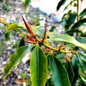 ANISE MYRTLE | Heynes