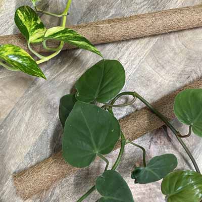 COCO FIBRE PLANT STAKE 900MM | Heynes