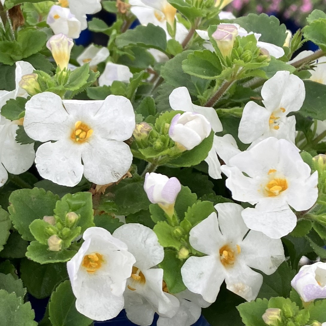 BACOPA ELITE WHITE | Heynes