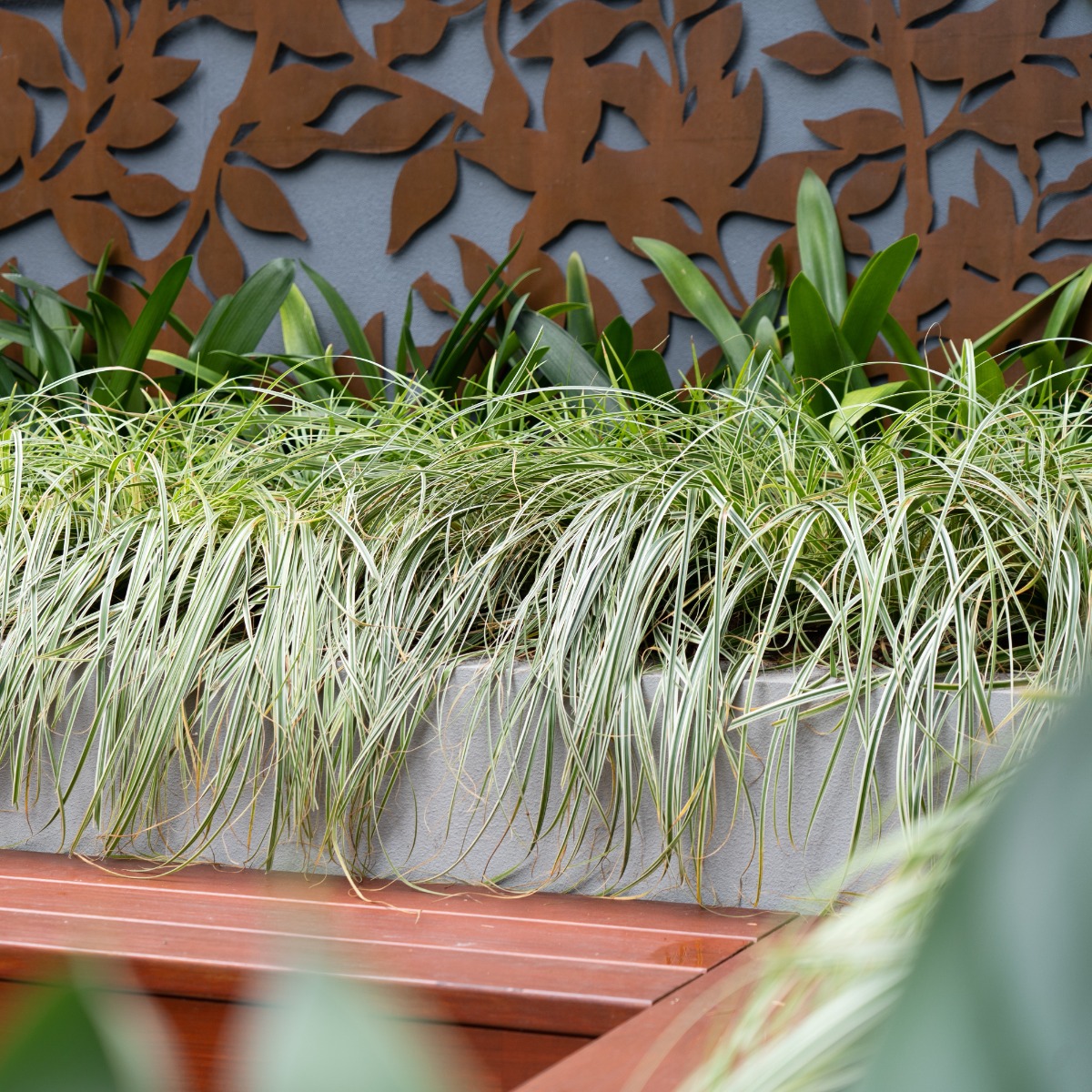 CAREX FEATHER FALLS | Heynes