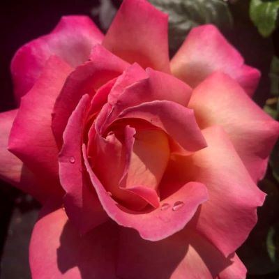 CHICAGO PEACE | Heynes