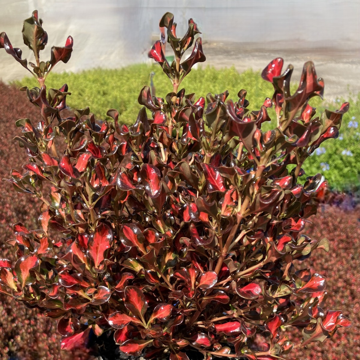 COPROSMA PACIFIC SUNSET | Heynes