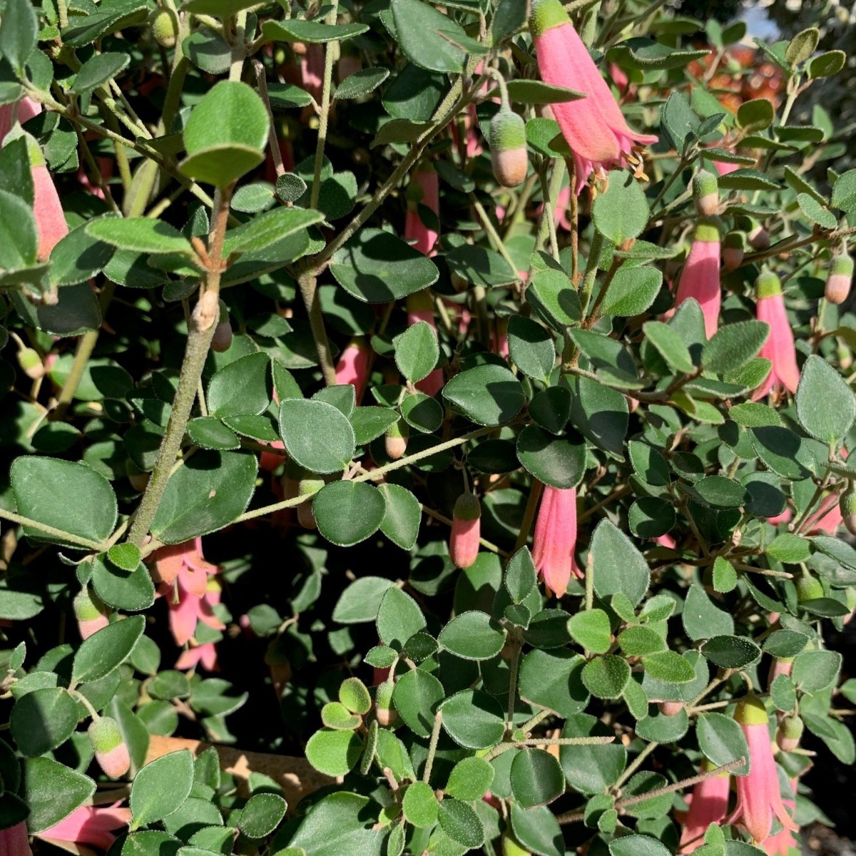 CORREA DUSKY BELLS | Heynes