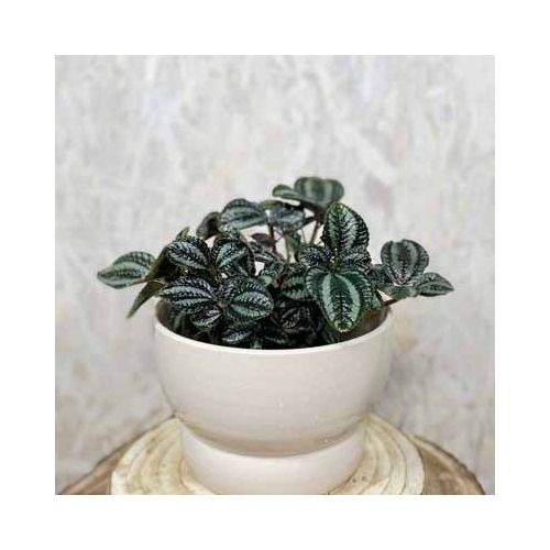 PILEA INVOLUCRATA NORFOLK 130MM