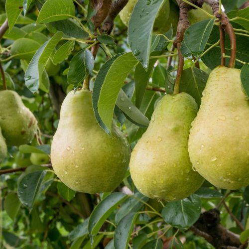 DWARF PEAR 'DUCHESS' | Heynes