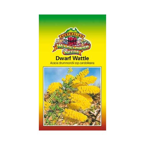 DWARF WATTLE