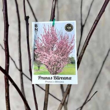 Prunus Ruby Flare
