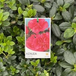AZALEAS - GARDEN PLANTS IN SEASON | Heynes