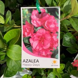 AZALEAS - GARDEN PLANTS IN SEASON | Heynes