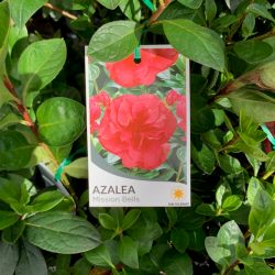 AZALEAS - GARDEN PLANTS IN SEASON | Heynes