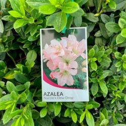 AZALEAS - GARDEN PLANTS IN SEASON | Heynes