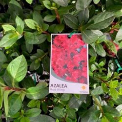 AZALEAS - GARDEN PLANTS IN SEASON | Heynes