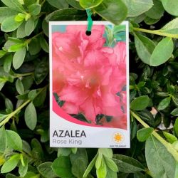 AZALEAS - GARDEN PLANTS IN SEASON | Heynes