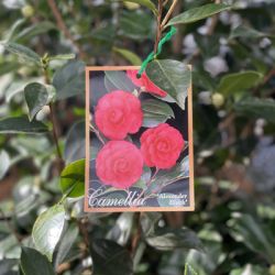 CAMELLIAS - GARDEN PLANTS IN SEASON