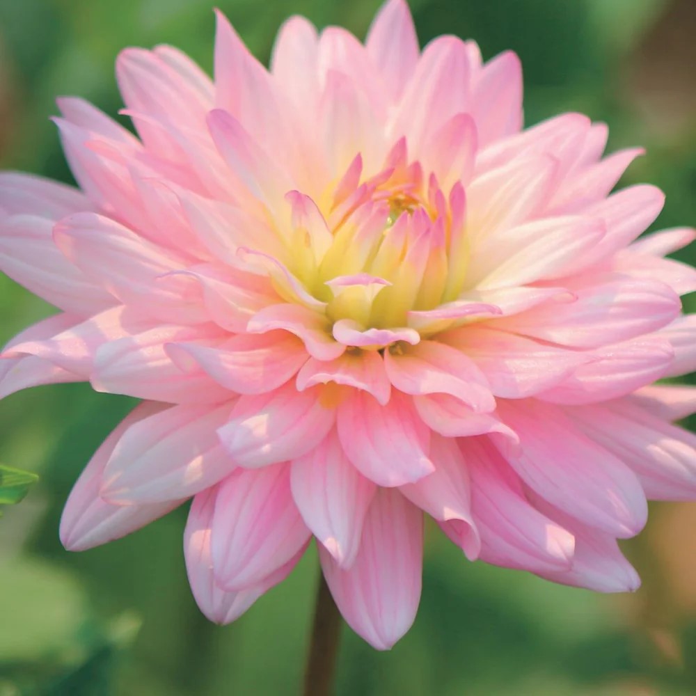 DAHLIA BRACKEN BALLERINA | Heynes