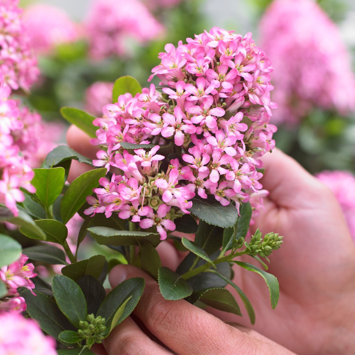 Escallonia Pink Elle Verliert Bltter