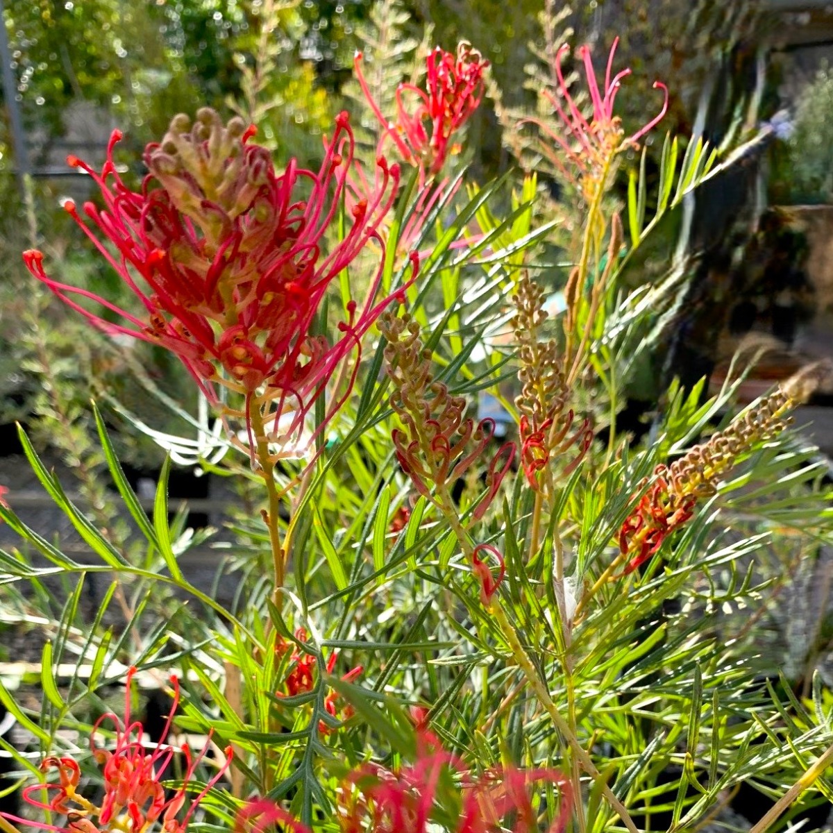 GREVILLEA RASPBERRY DREAM | Heynes