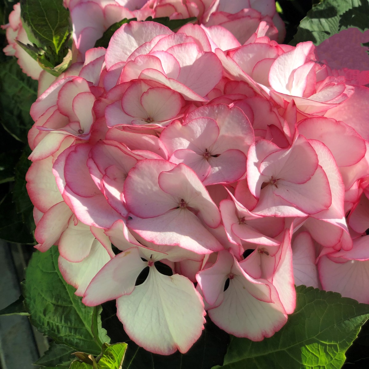 HYDRANGEA TEA TIME CHIQUE | Heynes