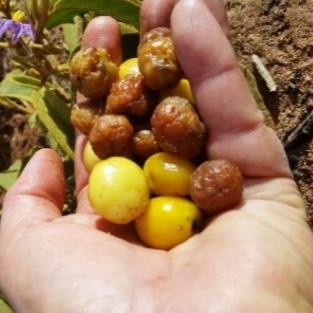 TOMATO BUSH - KUTJERA | Heynes