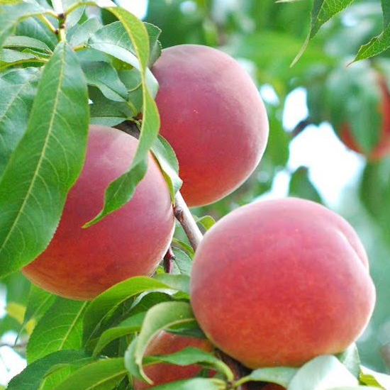 PEACH LATE RED ITALIAN BR | Heynes