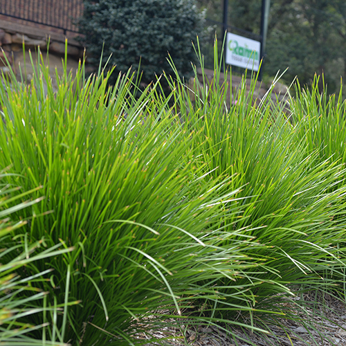 LOMANDRA LIME TUFF | Heynes