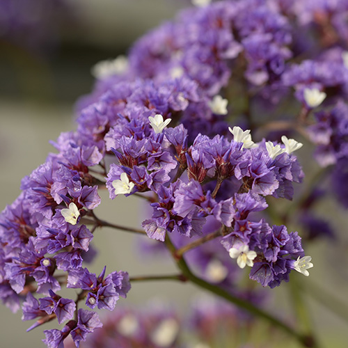 LIMONIUM PEREZII BLUE 140MM | Heynes