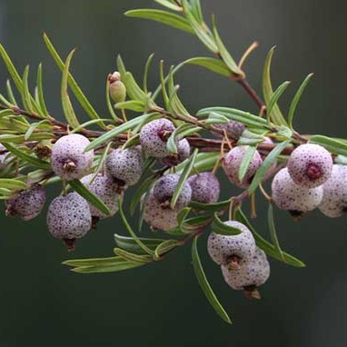 MIDYIM BERRY | Heynes