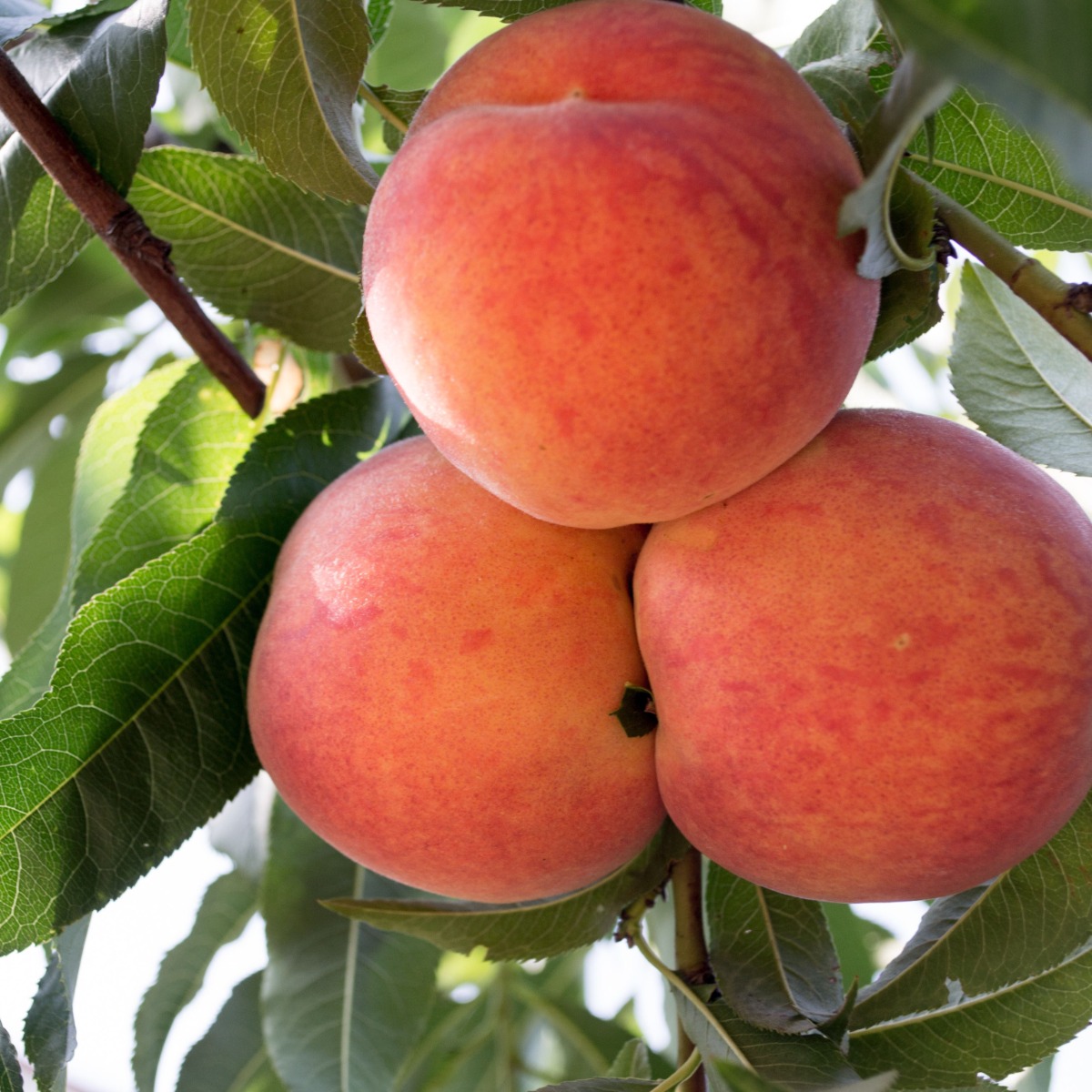 PEACH MILLION DOLLAR BR | Heynes