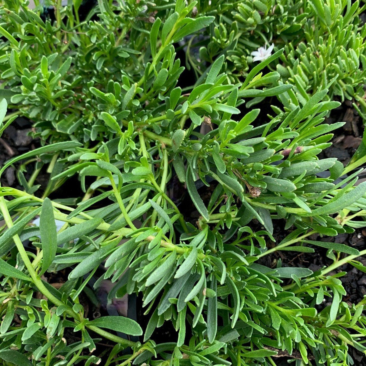 MYOPORUM PARVIFOLIUM GREEN | Heynes