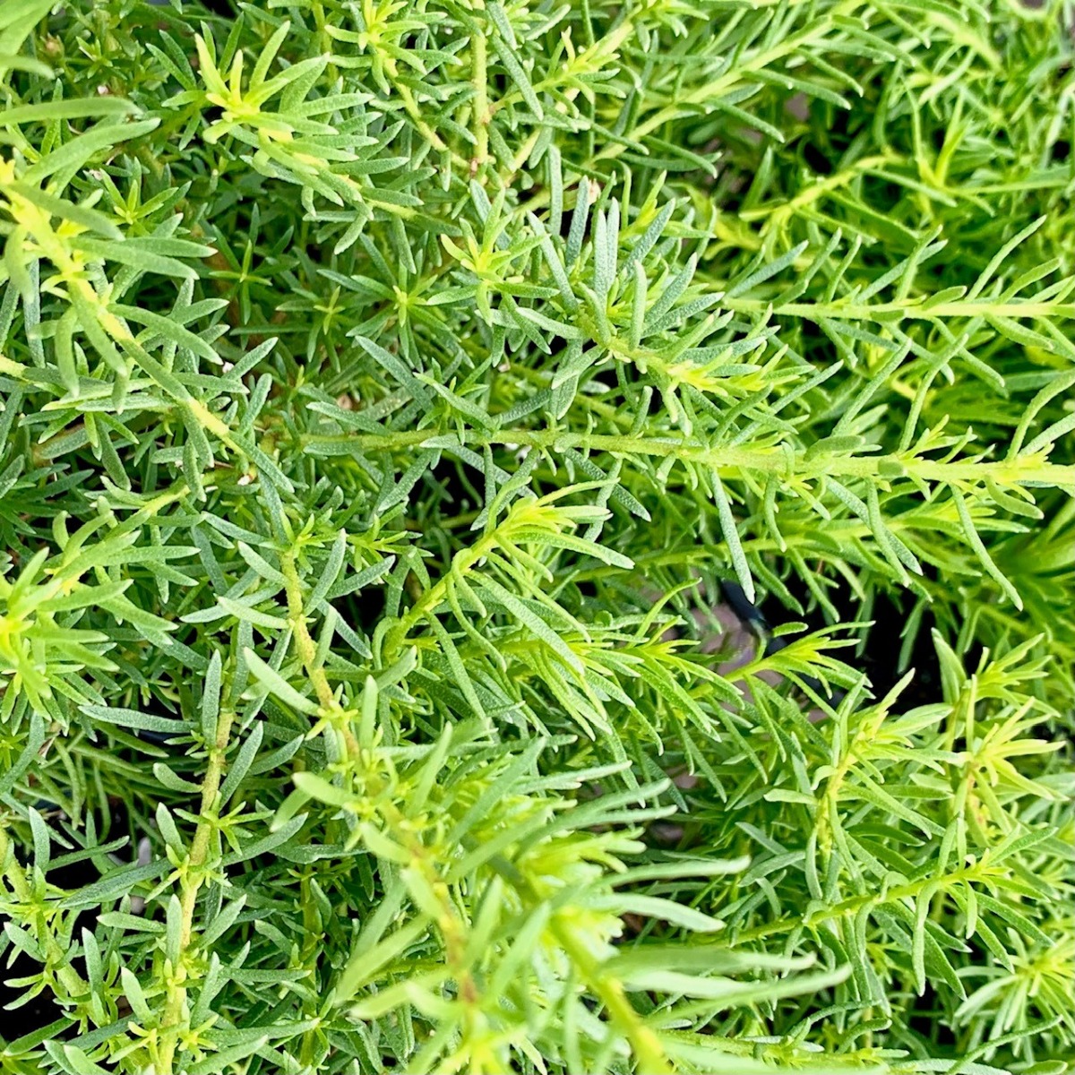 MYOPORUM PARVIFOLIUM FINE LEAF | Heynes