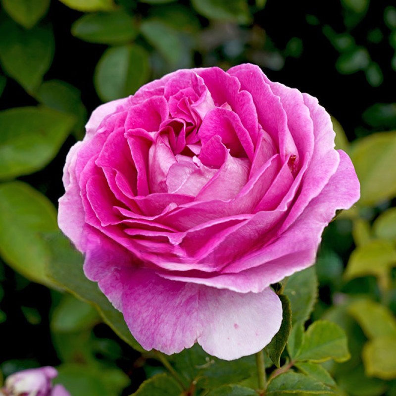 RASPBERRY CUPCAKE | Heynes