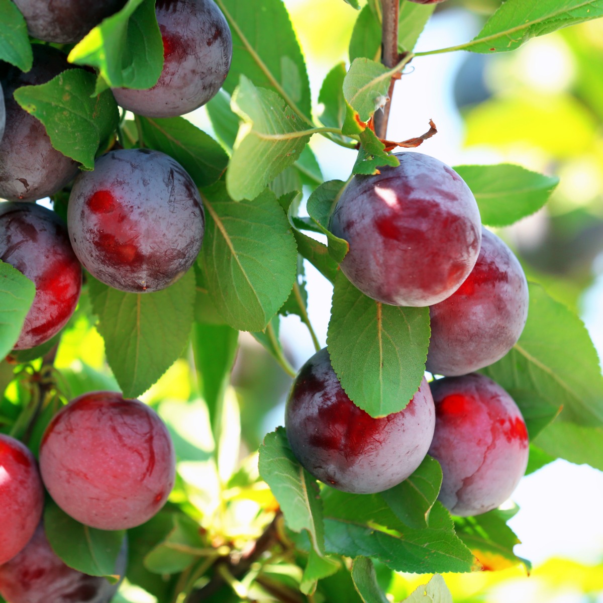 PLUM SATSUMA DWARF BR | Heynes