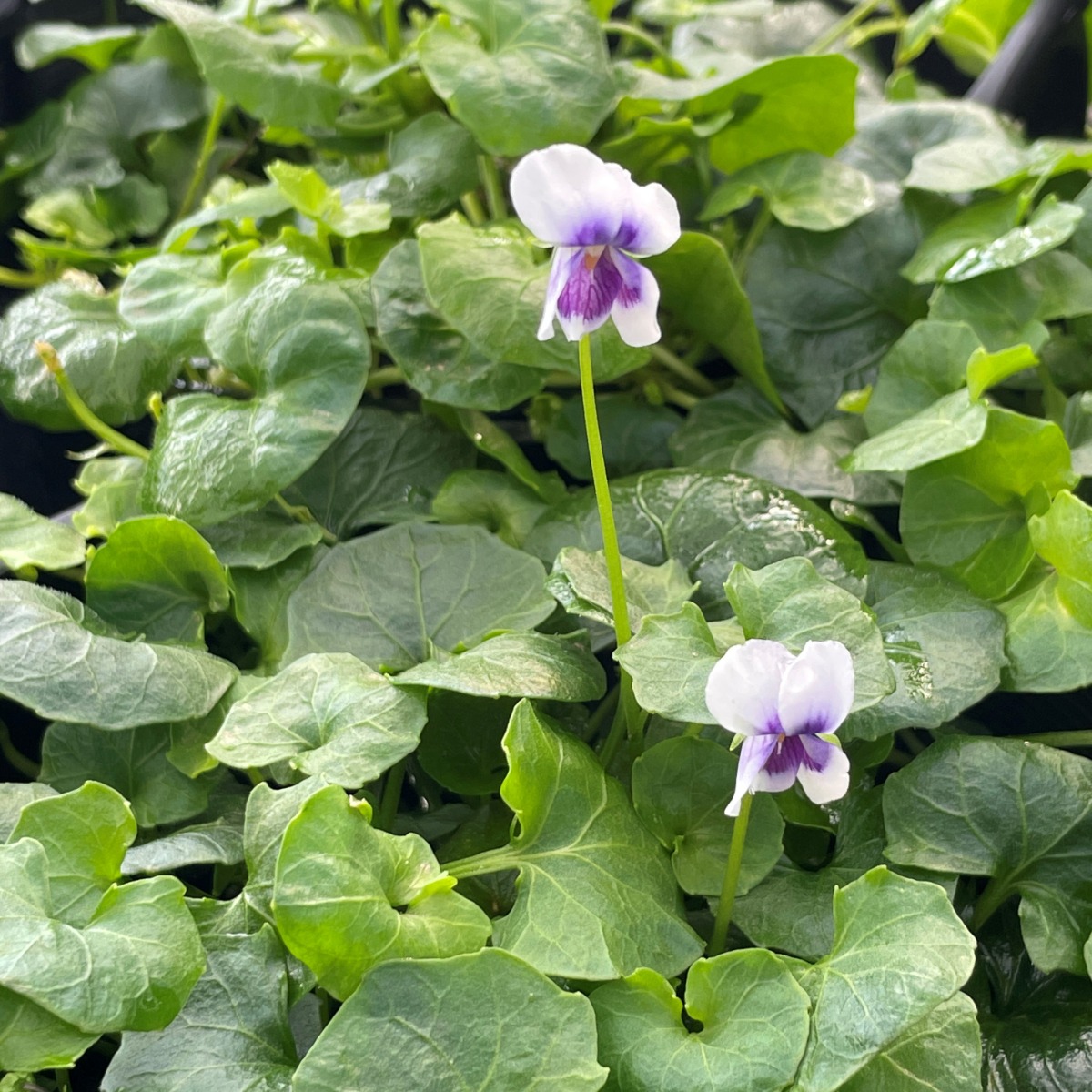 VIOLA HEDERACEA 140MM | Heynes