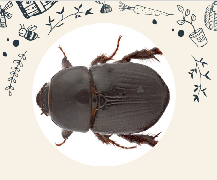 pesties-and-diseases