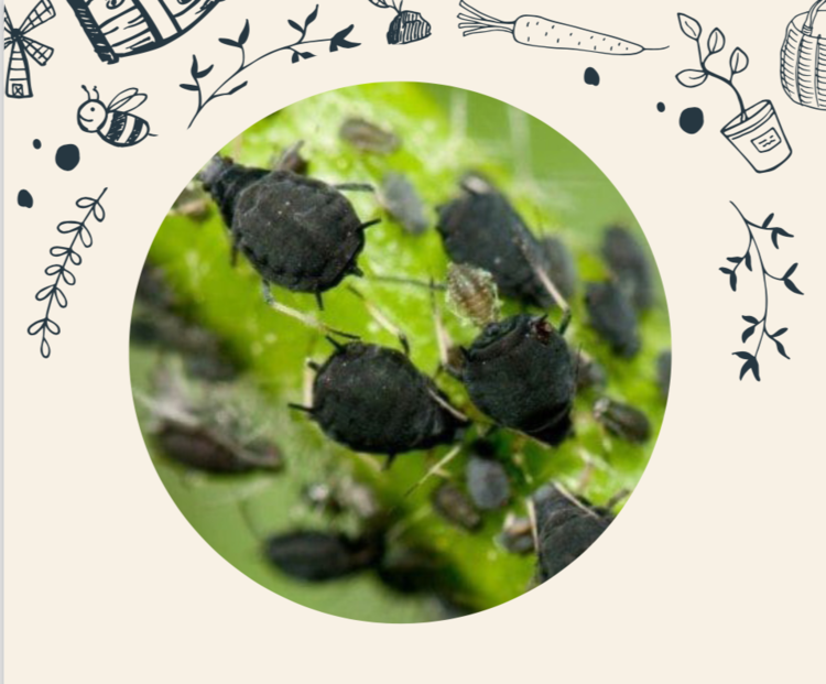 pesties-and-diseases